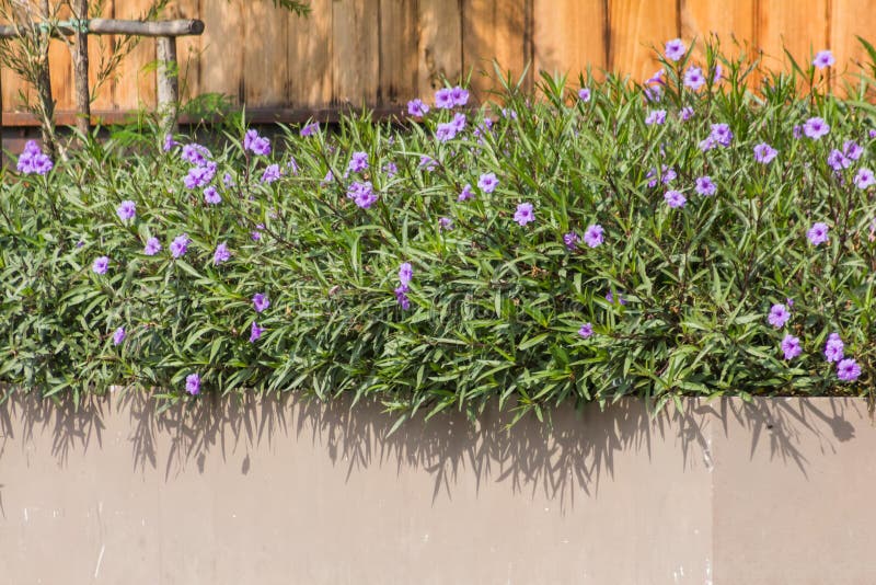 Violet flowers on sunlight stock photo. Image of rural - 66628398