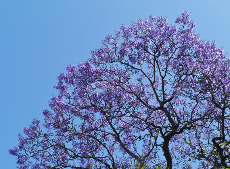 Violet flowers in a tree stock image. Image of beautiful - 35440053