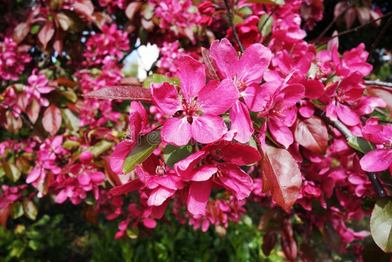 Violet flowers stock photo. Image of elite, park, posy - 53823278