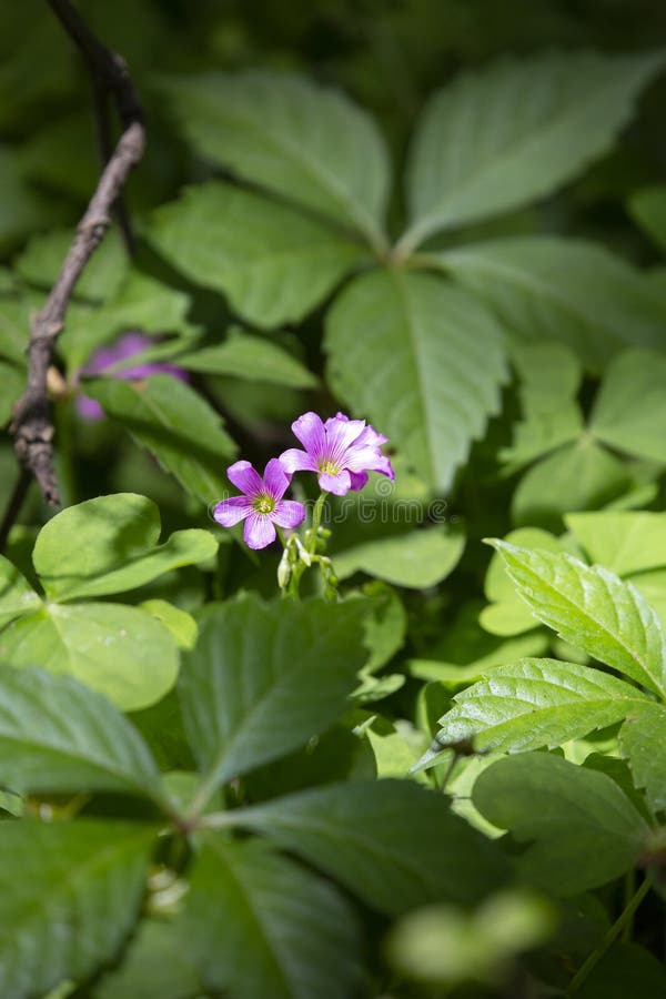Pair of Violet Flowers stock photo. Image of bloom, biology - 213902784