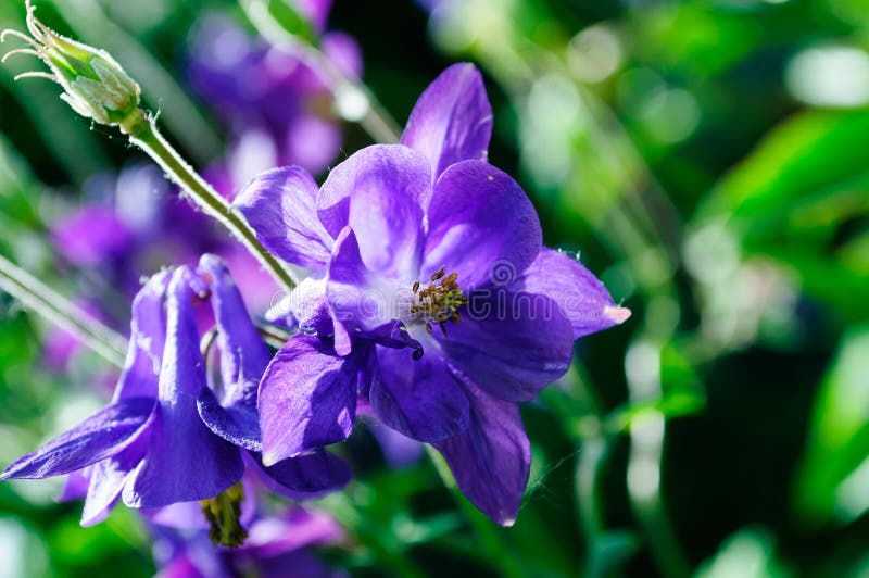 Violet Flowers of Viola in the Garden. Stock Image - Image of ...