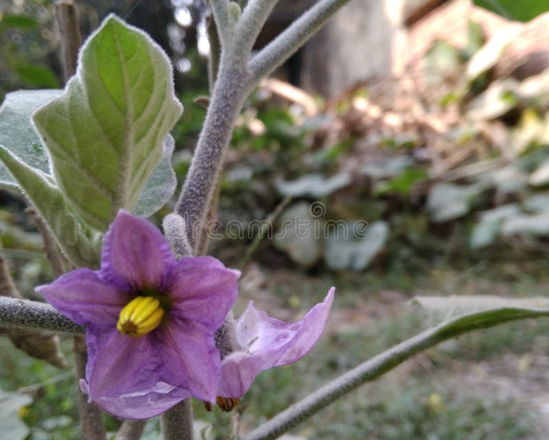Violet flowers stock photo. Image of green, leafs, flowers - 131872478