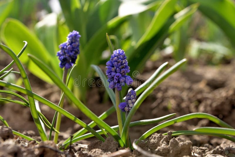 Violet Flowers of the Viper Bow (Muscari) Growing from the Ground Stock ...