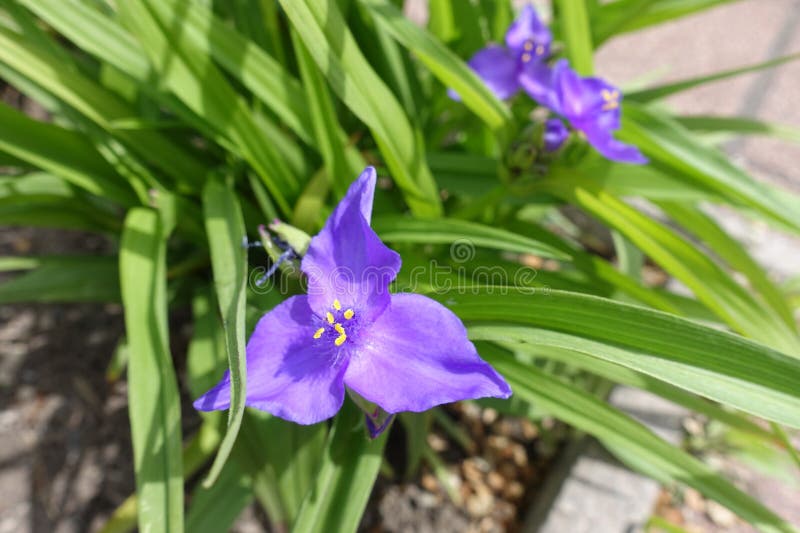 Violet Flowers of Virginia Spiderwort in May Stock Photo - Image of ...