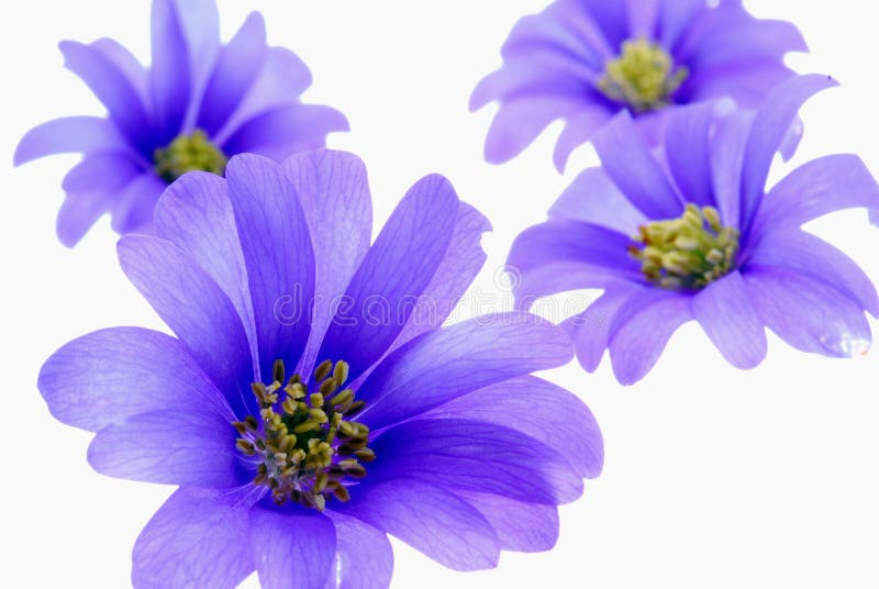 Violet flowers on white stock photo. Image of detailed - 5316980