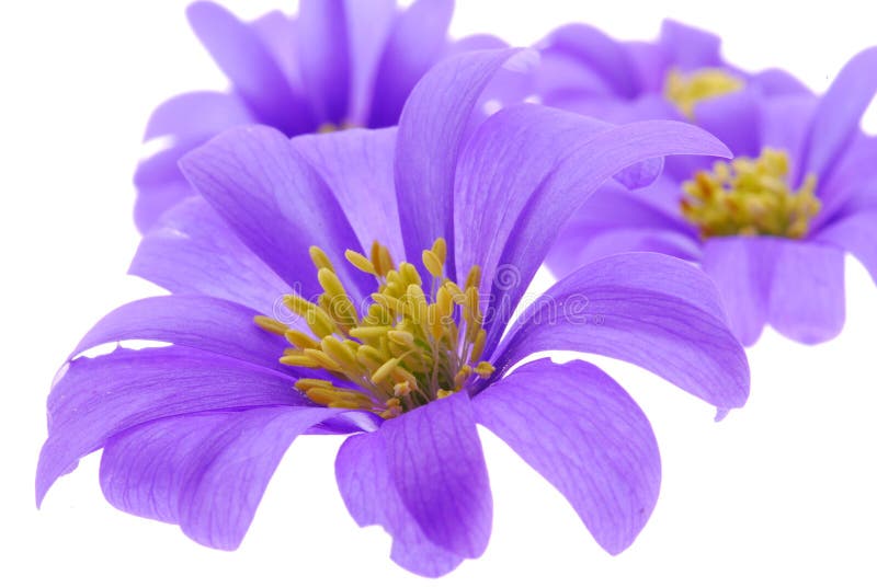 Violet flowers on white stock photo. Image of detailed - 5316980