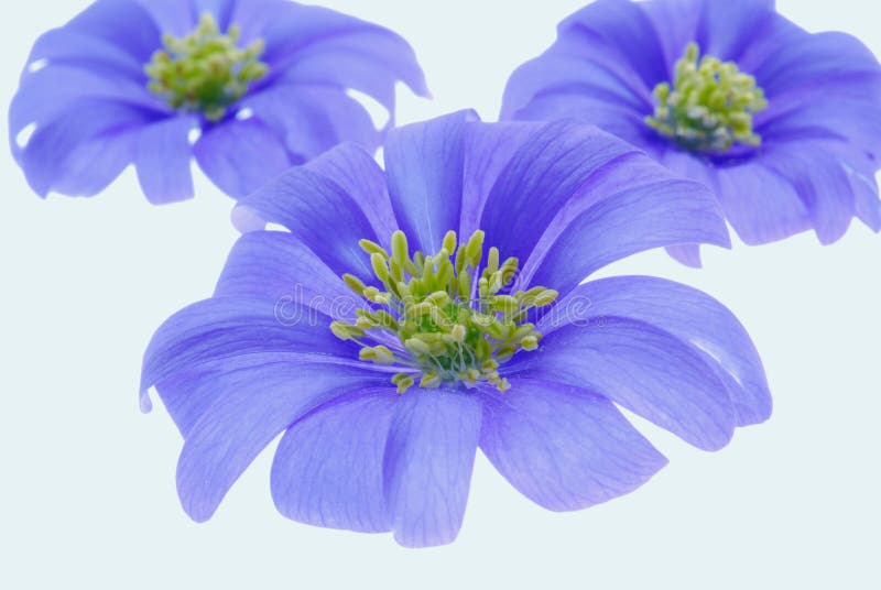 Violet flowers on white stock photo. Image of detailed - 5316980