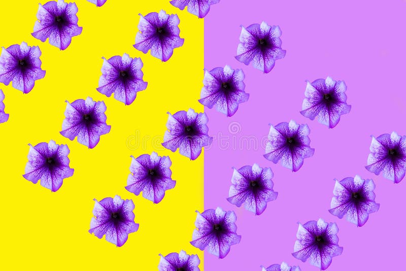 Violet Flowers on a Yellow-violet Background Stock Image - Image of ...
