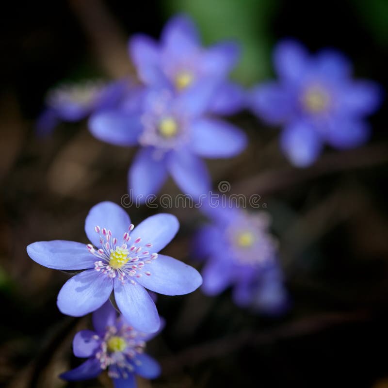 Hepatica flowers stock photo. Image of flower, blue, liverwort - 19340782