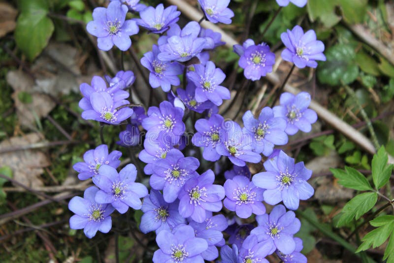 Violet Forest Flower Hepatica Nobilis Stock Photo - Image of closeup ...
