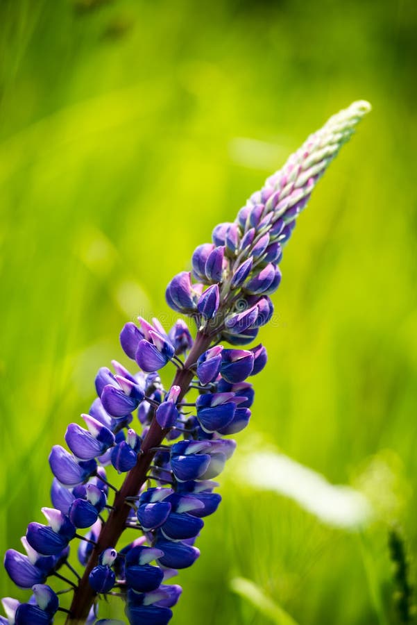 Violet Forest Flowers and Blossoms in Spring Stock Photo - Image of ...