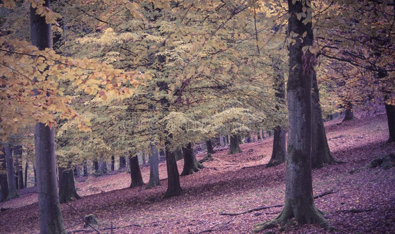 Violet forest scene stock photo. Image of countryside - 84002026