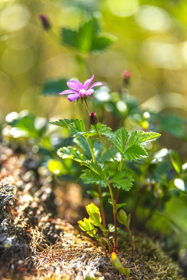 Violet forest on a stump stock photo. Image of beauty - 154548286