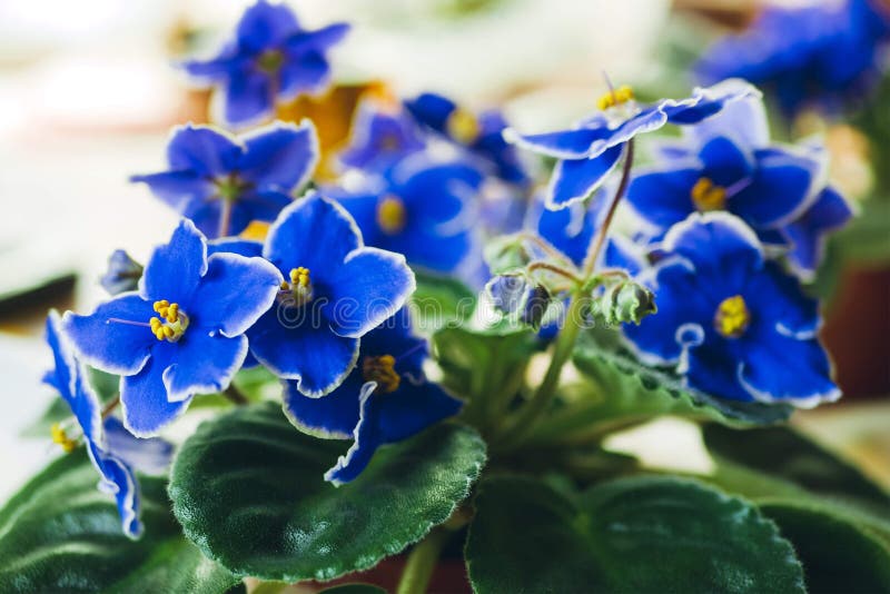 Violet stock photo. Image of agriculture, gardening - 120383764