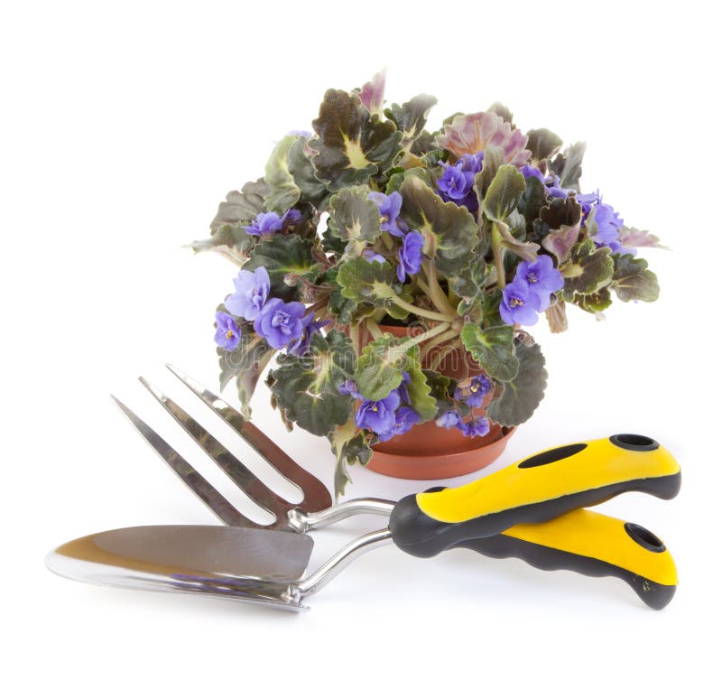 Violet and garden tools stock image. Image of flower - 66551179