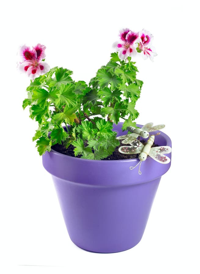 Violet Geranium Flower in a Pot Stock Image - Image of green ...