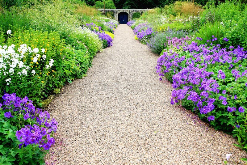 Violet Geranium Flowers Along the Path Stock Photo - Image of garden ...