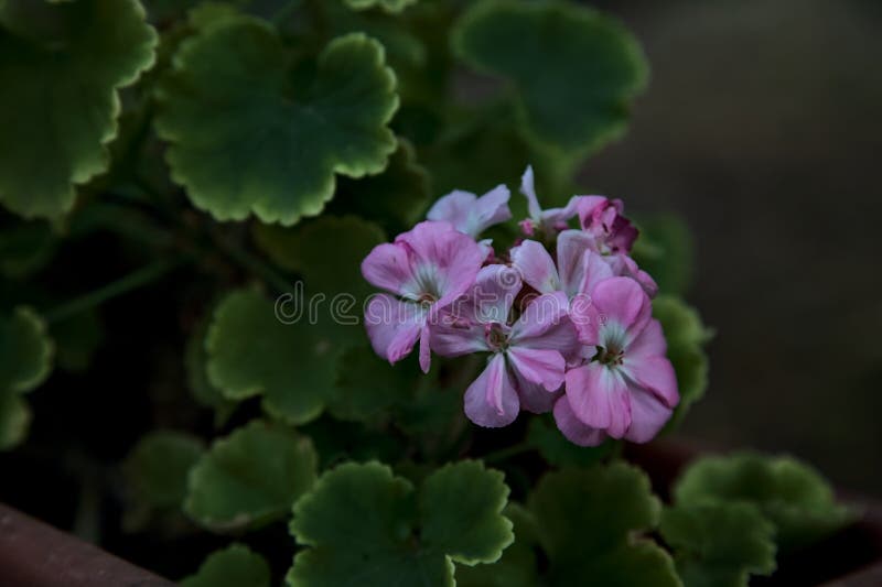 Violet Geranium with Leaves Seen Up Close Stock Image - Image of ...
