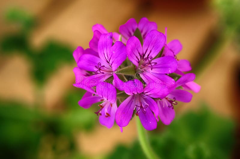 Violet Geranium stock image. Image of closeup, blossoms - 95408323