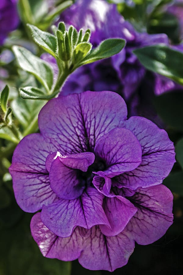Violet geraniums 2 stock photo. Image of floral, blossom - 38661918