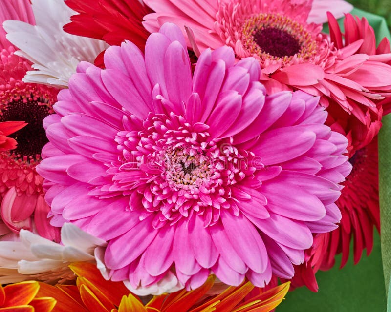 Violet Gerbera Daisy stock photo. Image of bright, blossom - 27490810