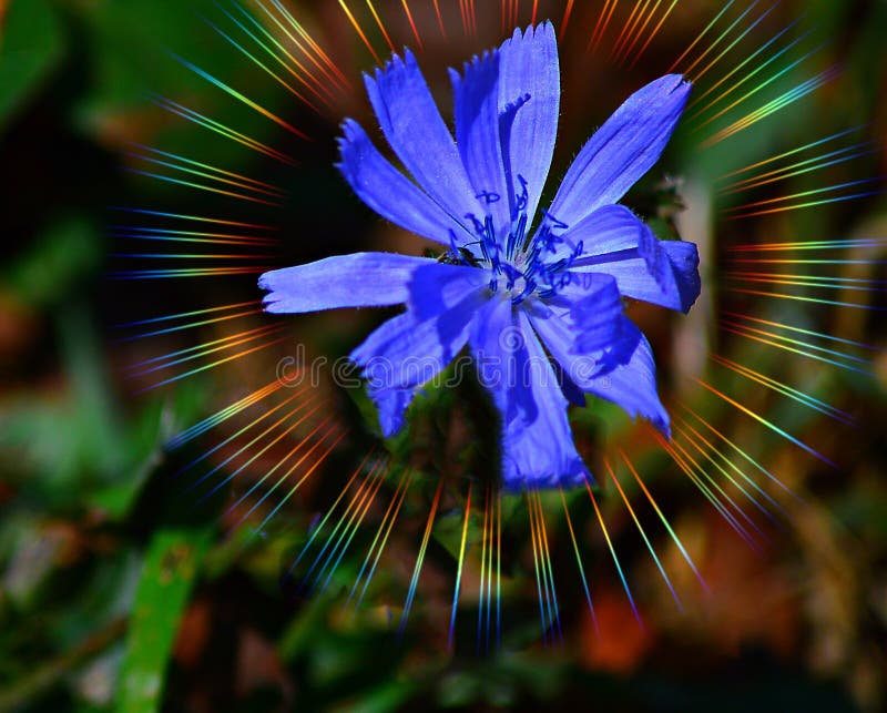 Violet flower explosion stock photo. Image of violent - 219216446