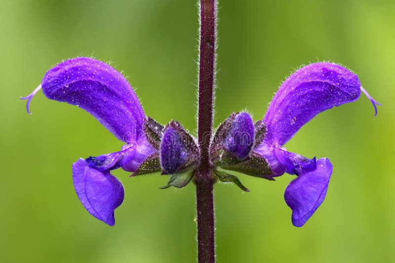 Violet Glechoma Hederacea Hirsuta Labiate Stock Photo - Image of ...