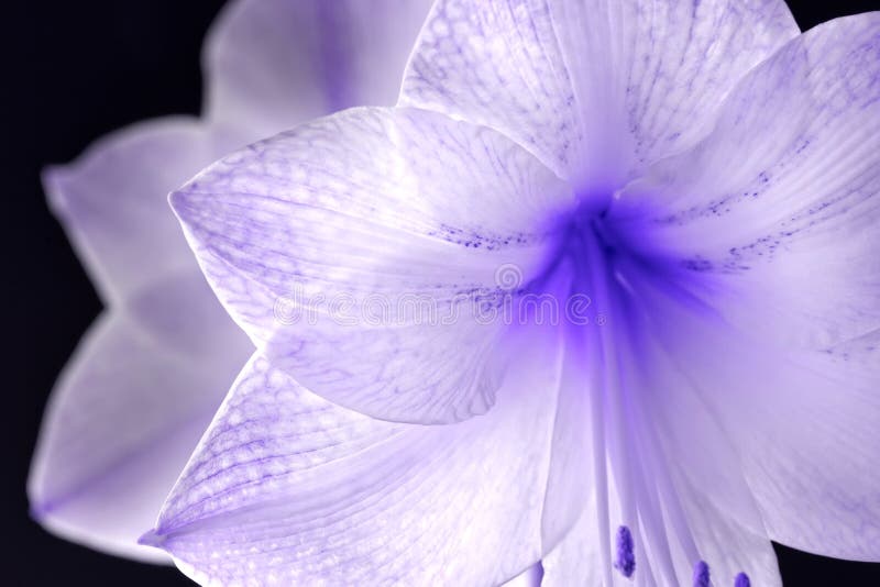 Violet Glow from Day Lily stock image. Image of decoration - 178573213