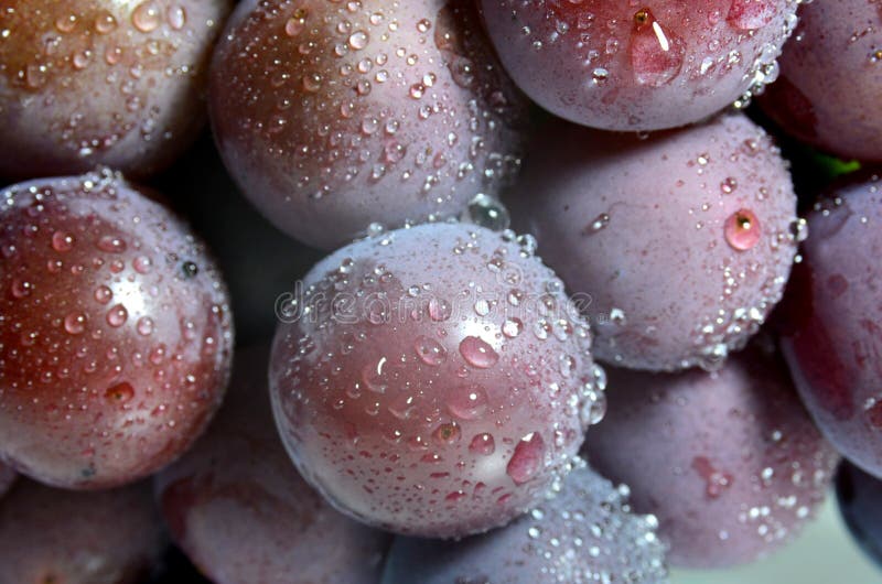 Violet Grape with Water on it Stock Image - Image of glasses, glass ...