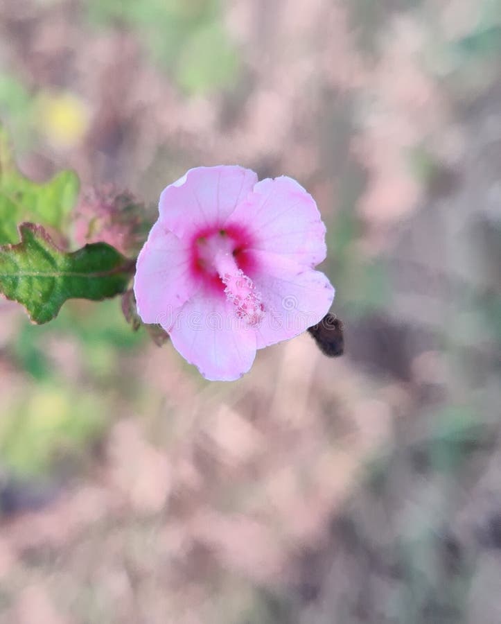 Violet grass flower stock photo. Image of beauty, violet - 169579526