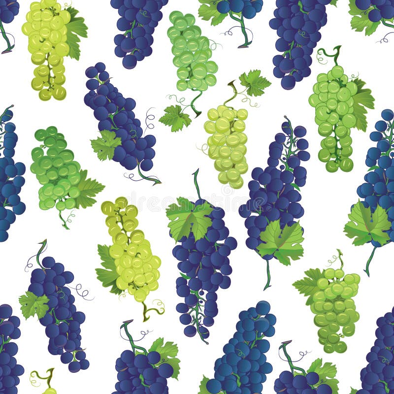 Pattern. Grape stock vector. Illustration of vector, plant - 32470009