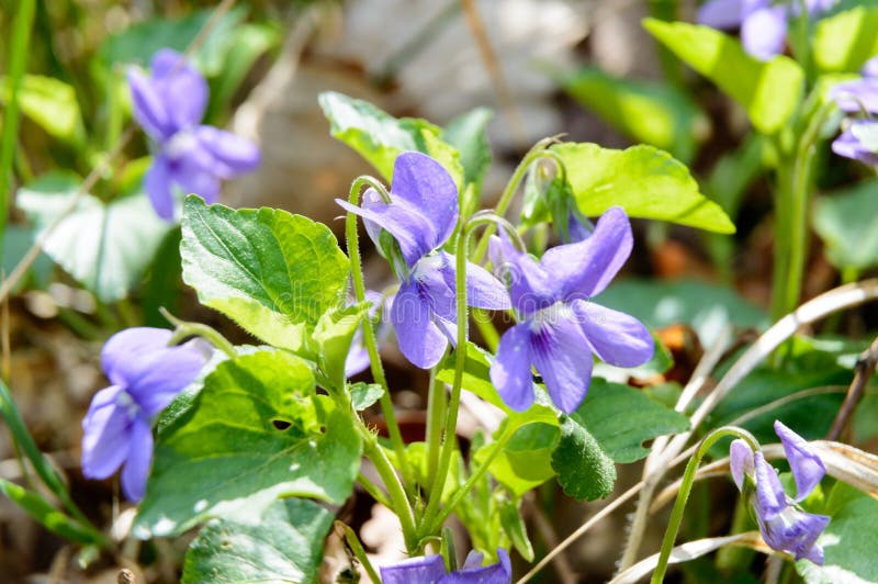 668 Genus Viola Stock Photos - Free & Royalty-Free Stock Photos from ...
