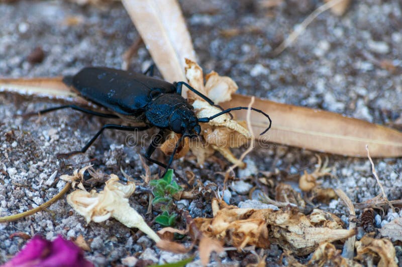 Violet Ground Beetle, Carabus Violaceus on the Ground Stock Image ...