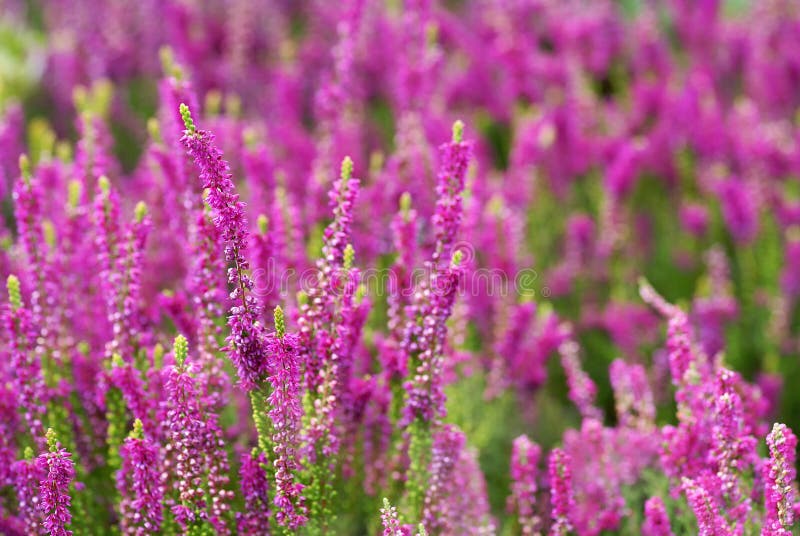 Violet heather stock image. Image of pink, garden, beautiful - 3075893