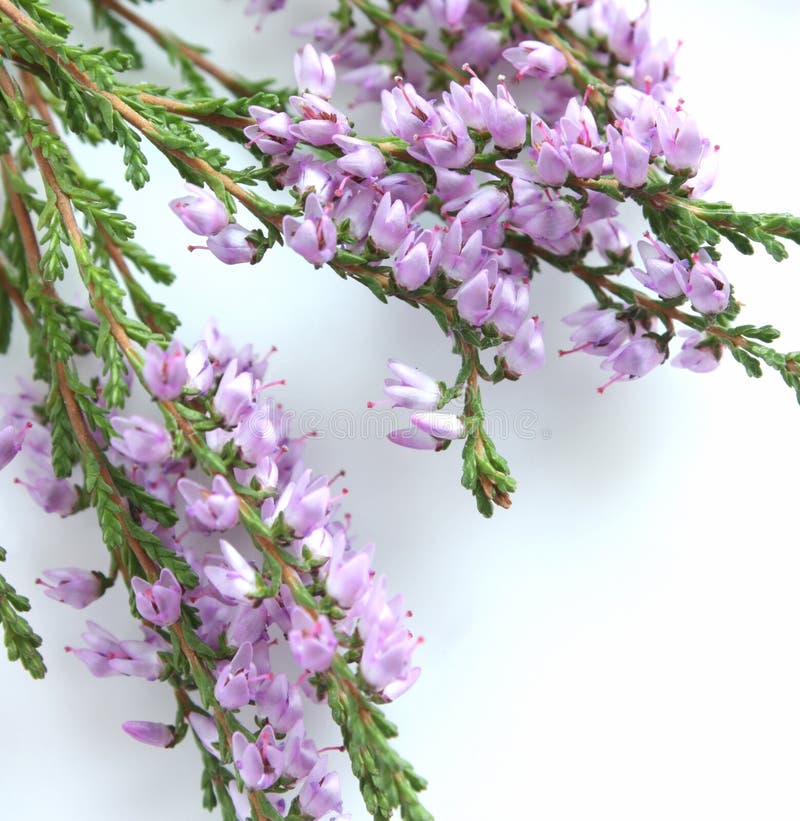 Violet heather. stock photo. Image of natural, plant, bloom - 6118270