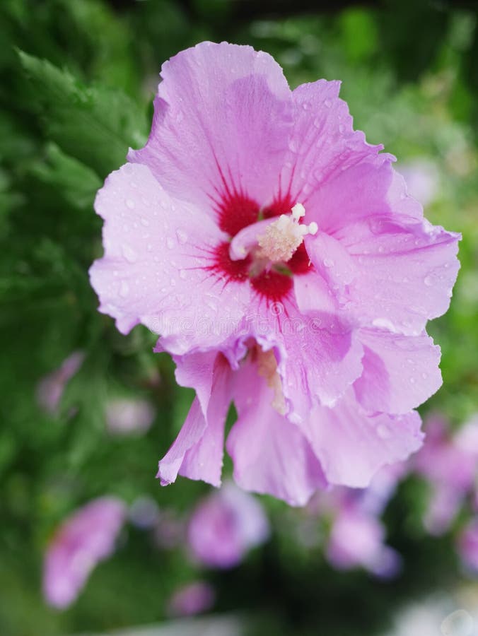 Violet hibiscus stock image. Image of flower, petal, pink - 46185289