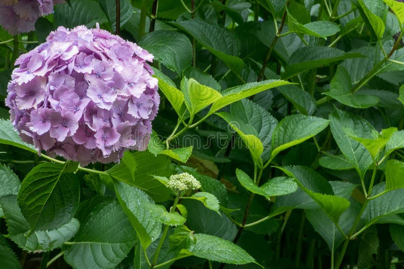Violet hydrangea flowers stock photo. Image of color - 140397890