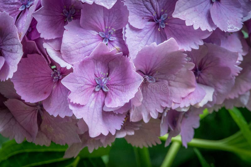 Violet hydrangea flowers stock image. Image of blooming - 140397889