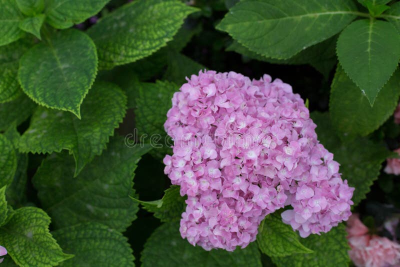 Violet Hydrangea stock photo. Image of green, herb, head - 54981528