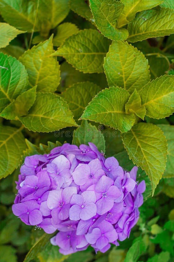 Violet Hydrangea with Leaves in the Garden Stock Image - Image of ...
