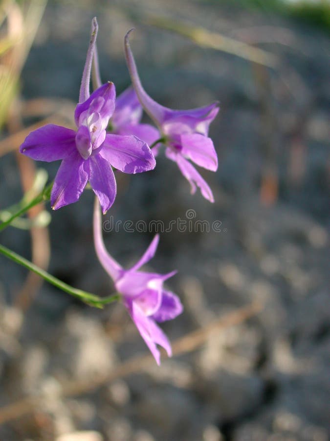 Consolida Regalis Violet Flowers Stock Photo - Image of buttercup ...