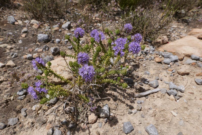 Thymbra capitata in bloom stock image. Image of outdoor - 254100995