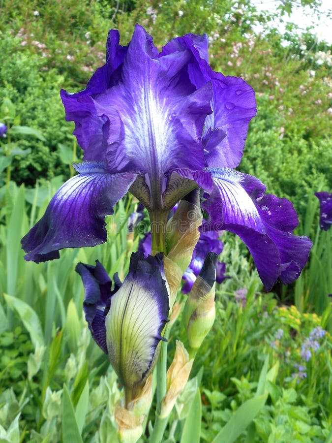 Violet iris stock image. Image of blossom, nature, garden - 77598513