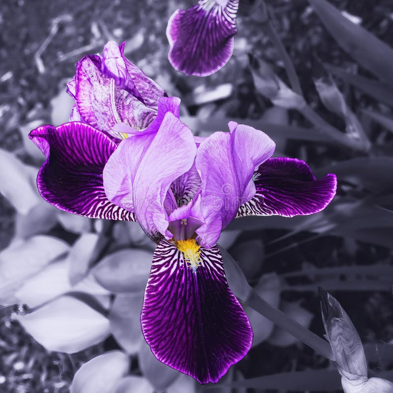 Violet Iris with Black and White Background Stock Photo - Image of ...