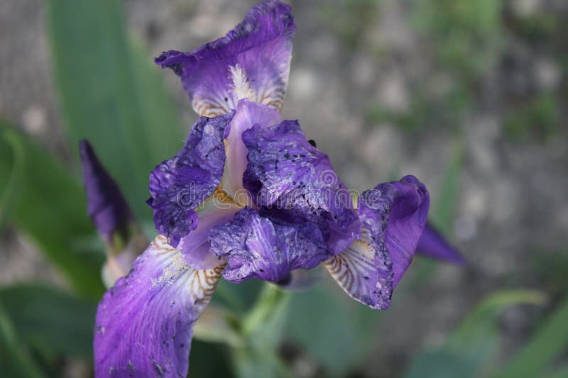 Violet Iris in Blossom in Spring Season in May Stock Image - Image of ...