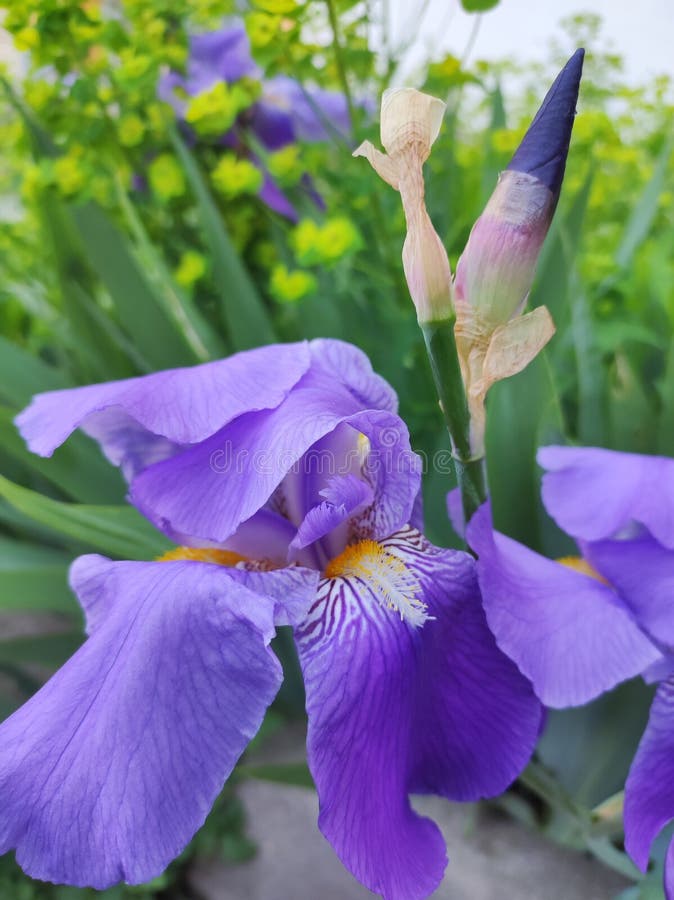 Violet Iris closeup stock photo. Image of petal, violet - 290236820