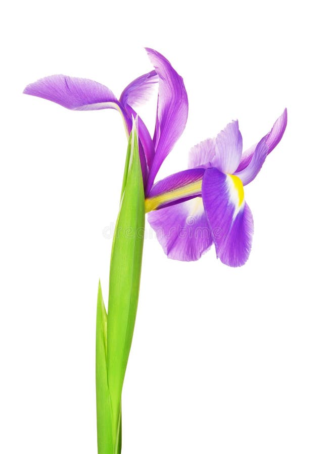 Violet Iris Flower stock image. Image of botany, blossoming - 76961647