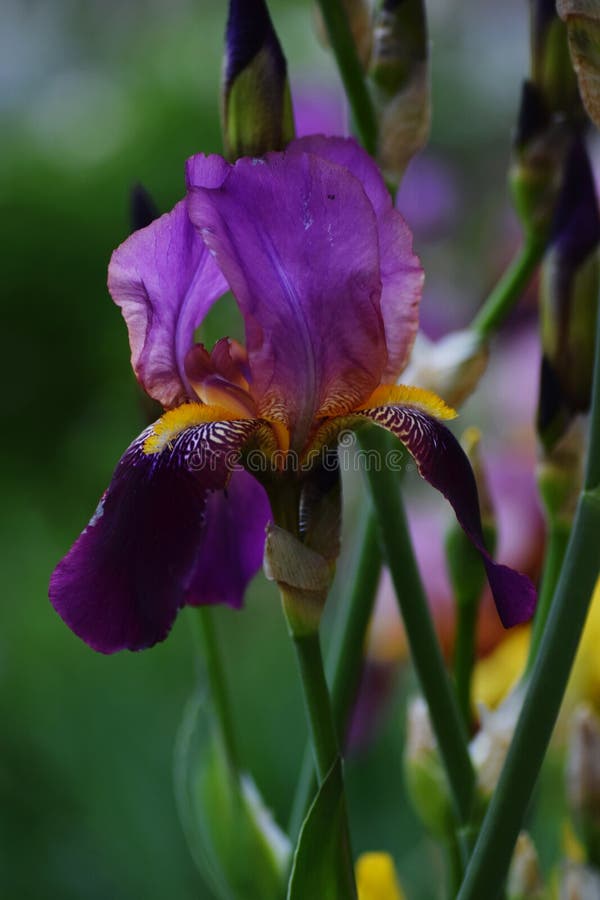 Violet iris flower stock photo. Image of botanical, plant - 92912390