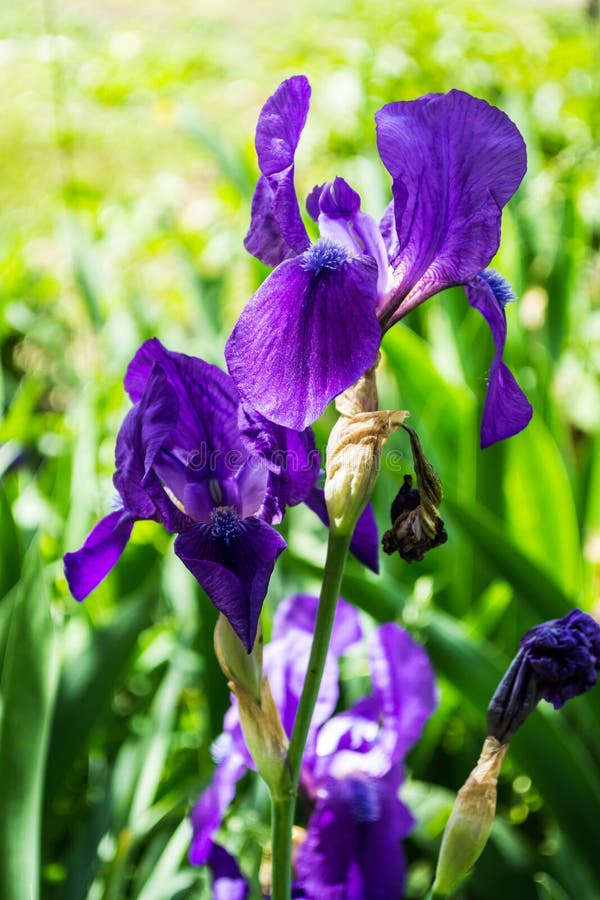 Violet iris flowers stock photo. Image of herbaceous - 220951224