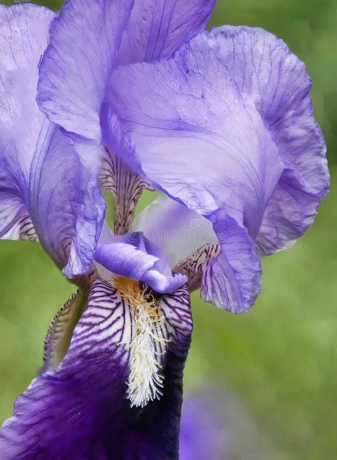 Violet iris in a garden stock photo. Image of plant - 179015886